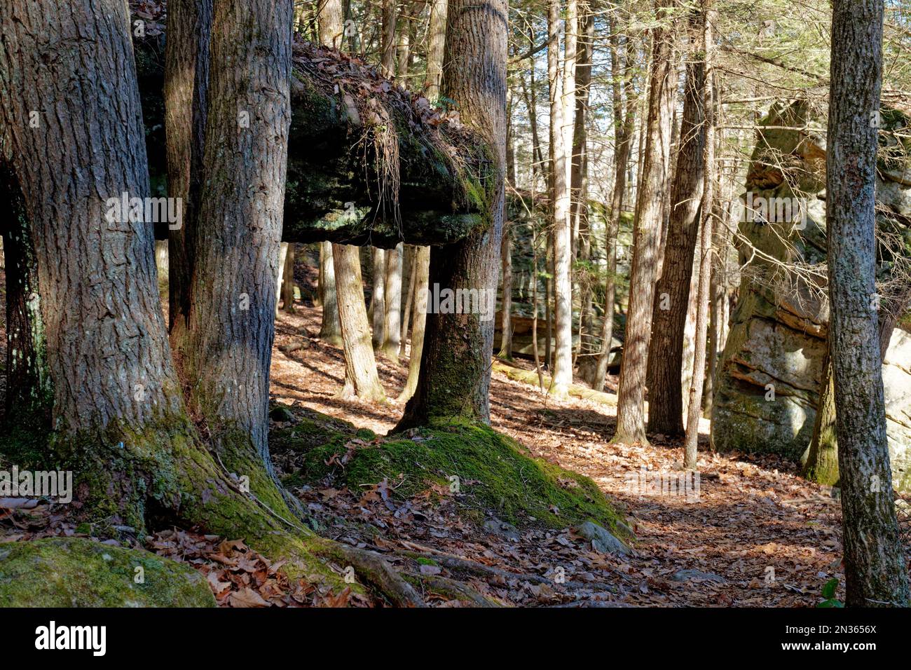 The entrance into the boulder field trail at the Lilly bluff park in ...