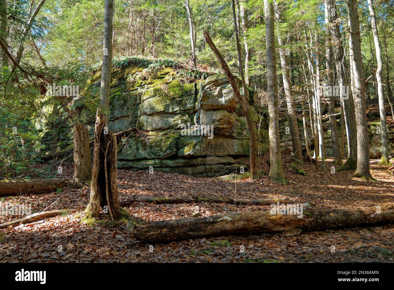A huge boulder with plants trees lichen and mosses growing on the ...