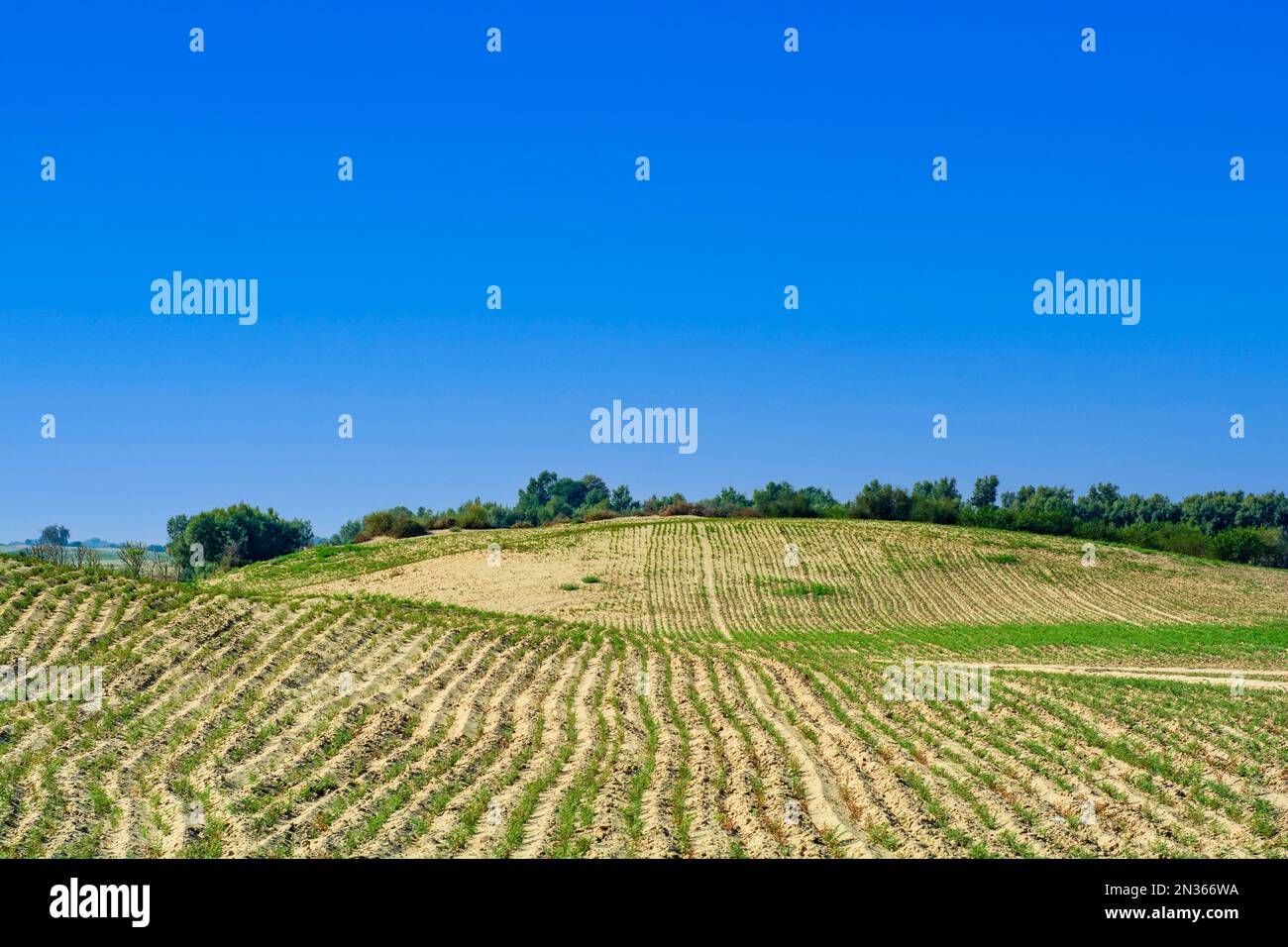 Agricultural landscape in the Thar desert Stock Photo - Alamy