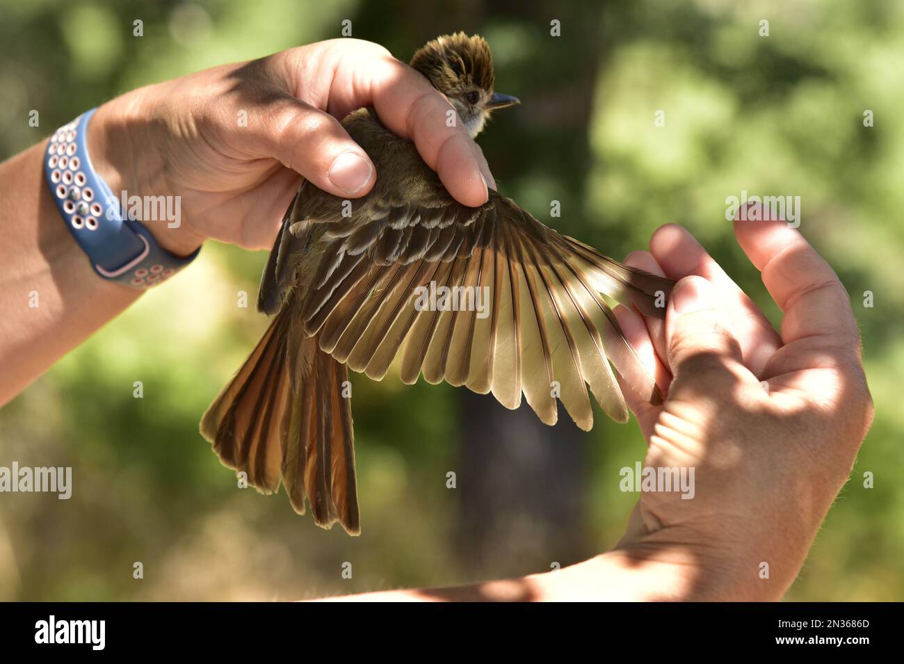 Bird bands usgs hi-res stock photography and images - Alamy