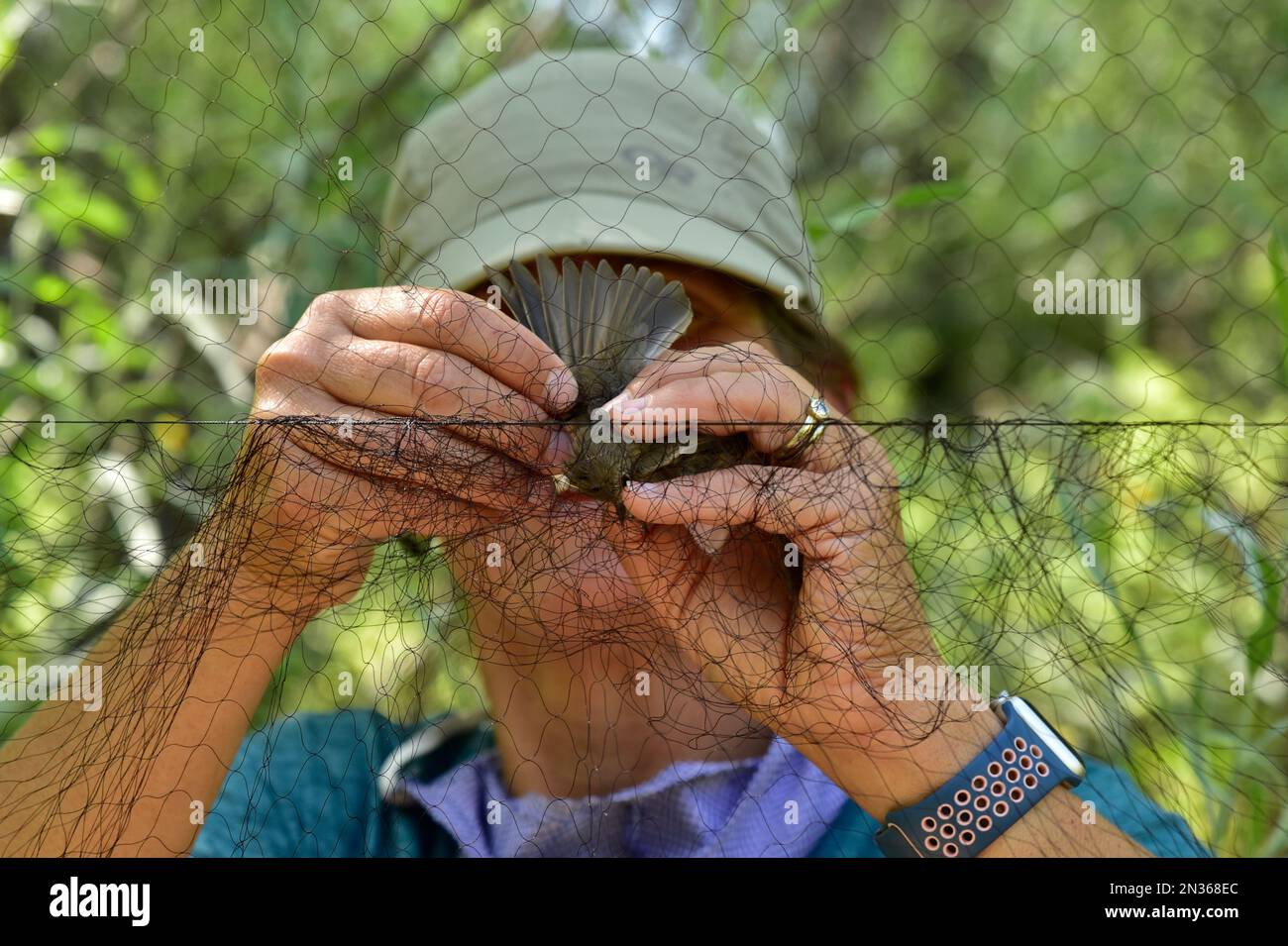Fort Hunter Liggett, CA environmental team removes oak titmouse from ...