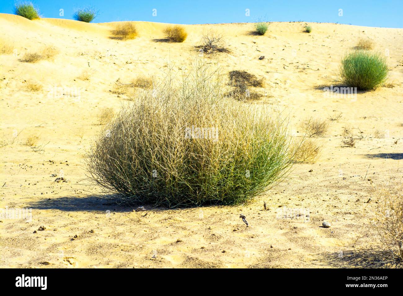 Wild bushes on the golden sand dunes in the Thar desert Stock Photo - Alamy