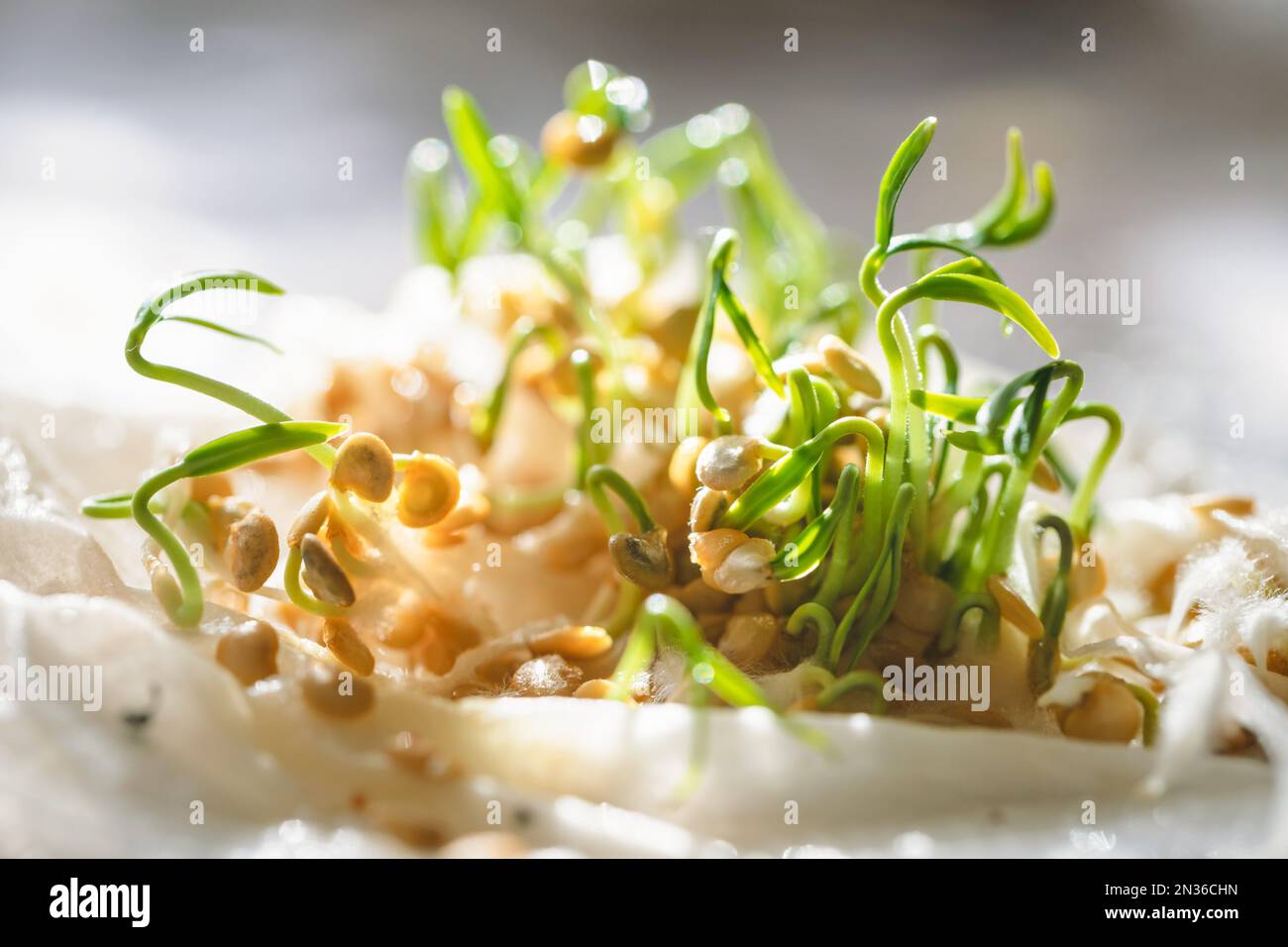 Sprouted pepper seeds in backlit Stock Photo - Alamy