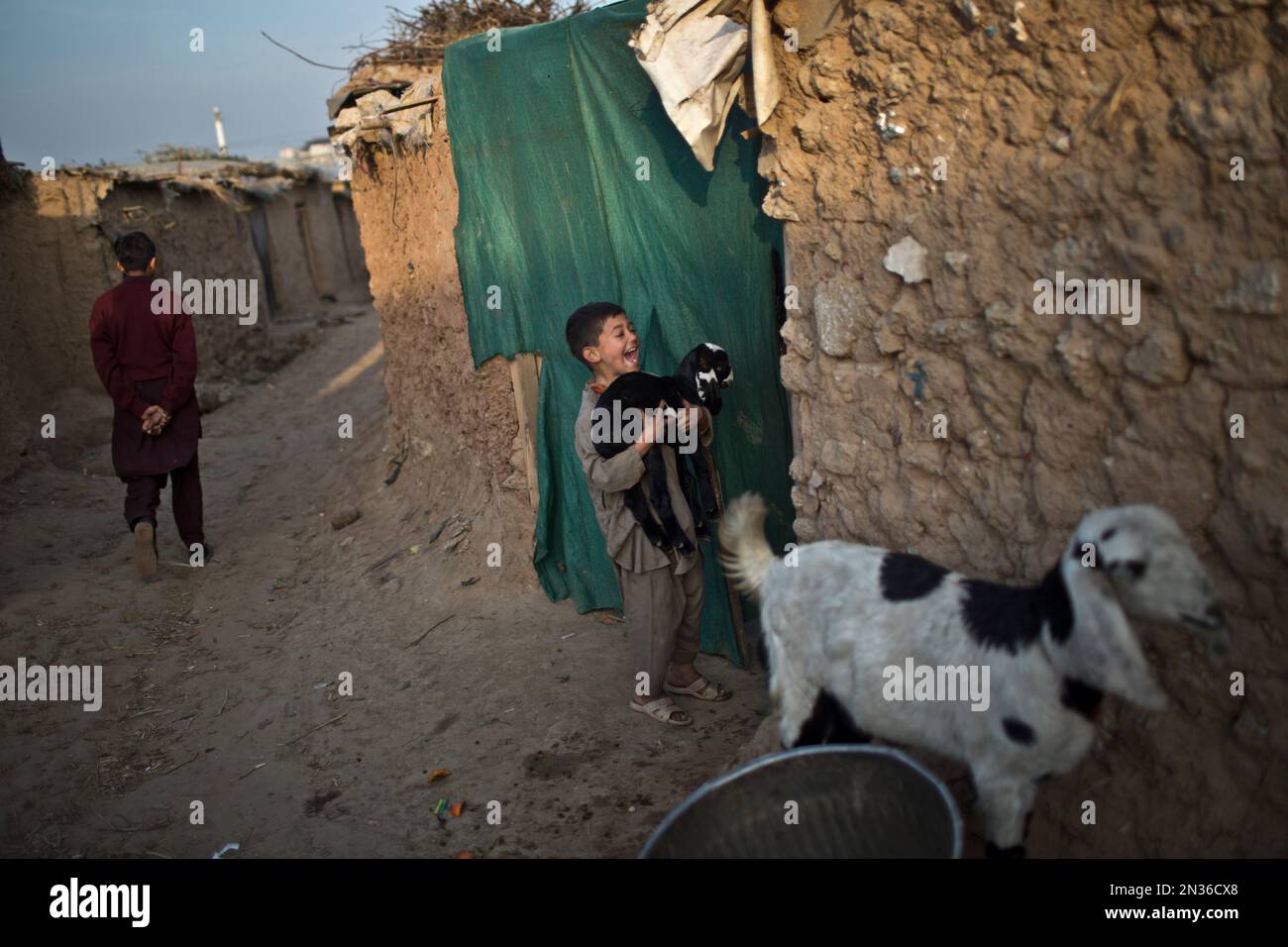 An Afghan refugee boy laughs while carrying a baby goat to his family's ...