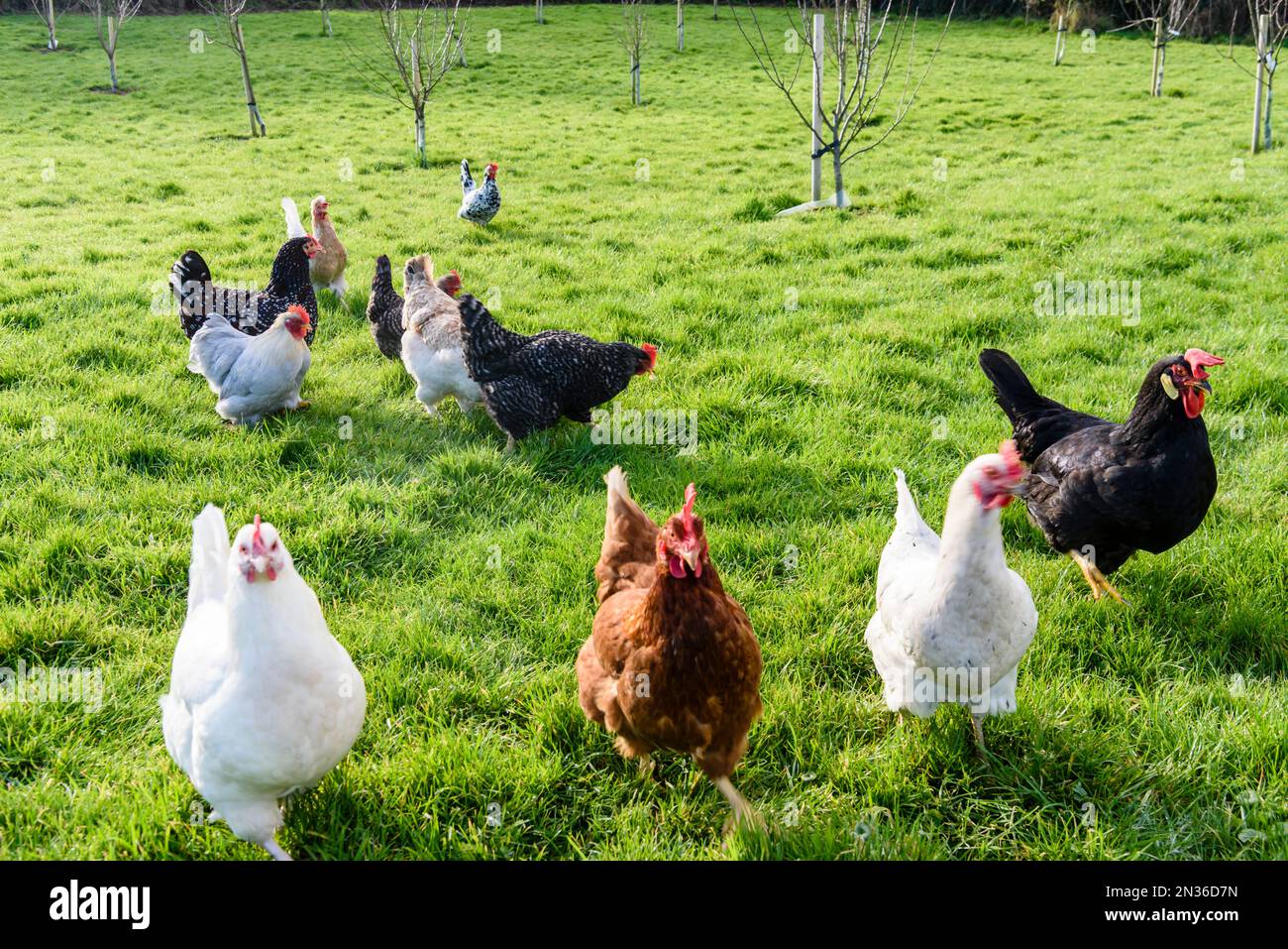 Flock of domestic chickens running free-range around a field orchard ...