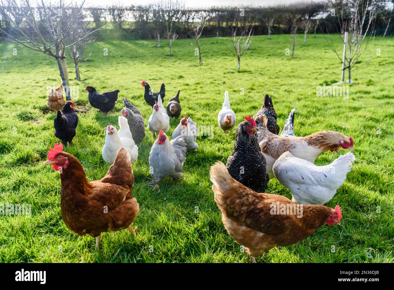 Flock of domestic chickens running free-range around a field orchard ...