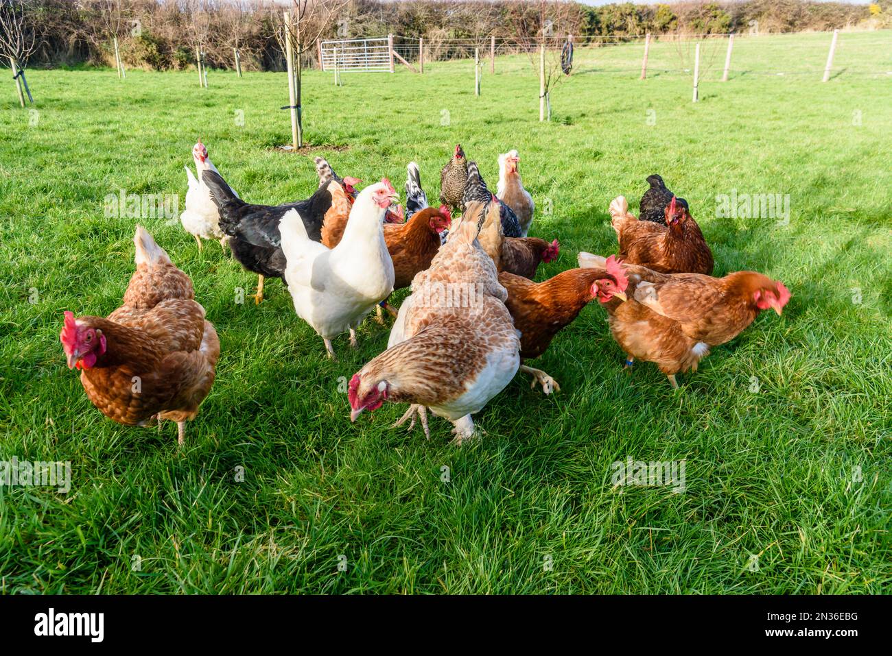 Flock of domestic chickens running free-range around a field orchard ...