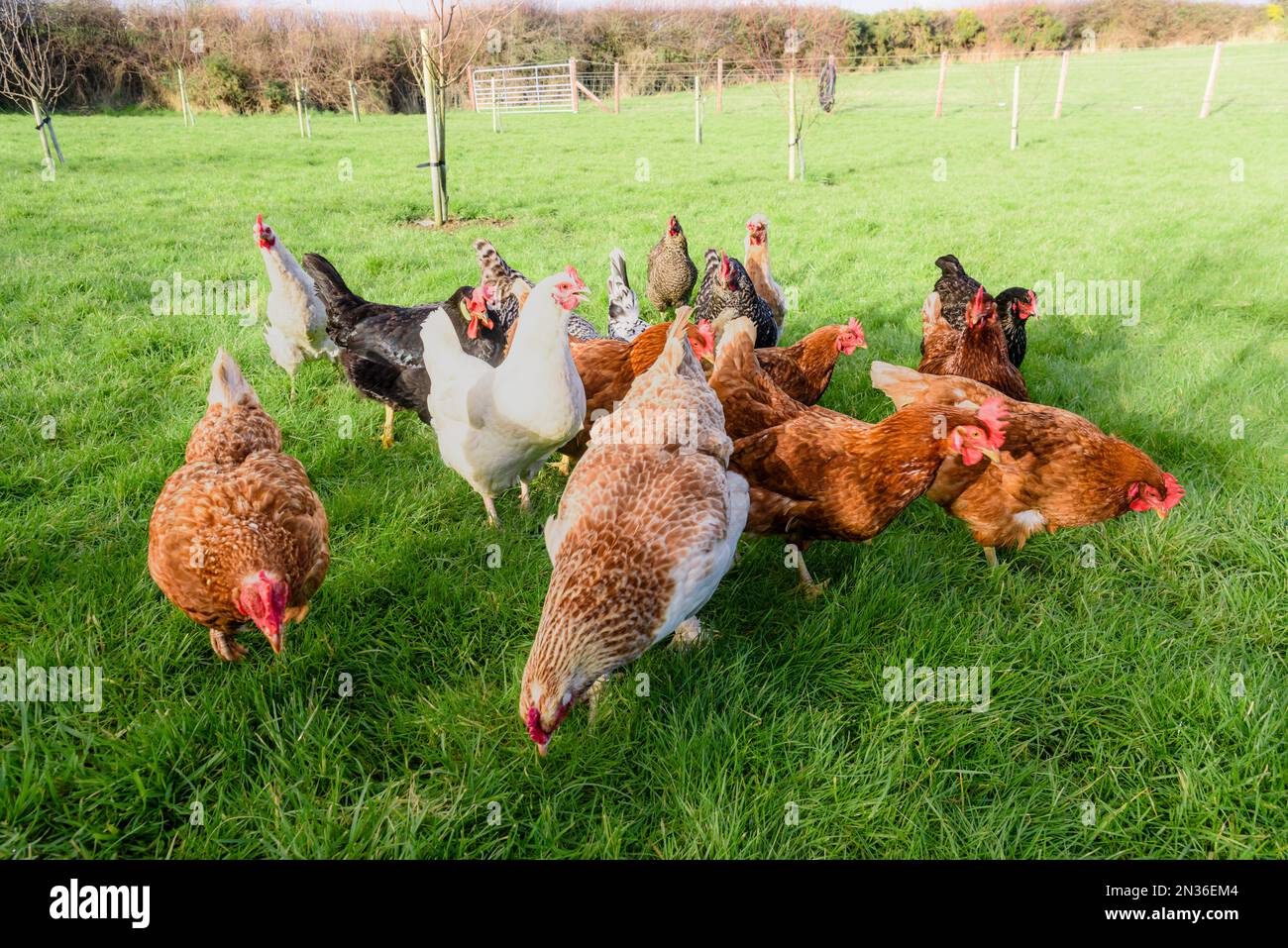 Flock of domestic chickens running free-range around a field orchard ...