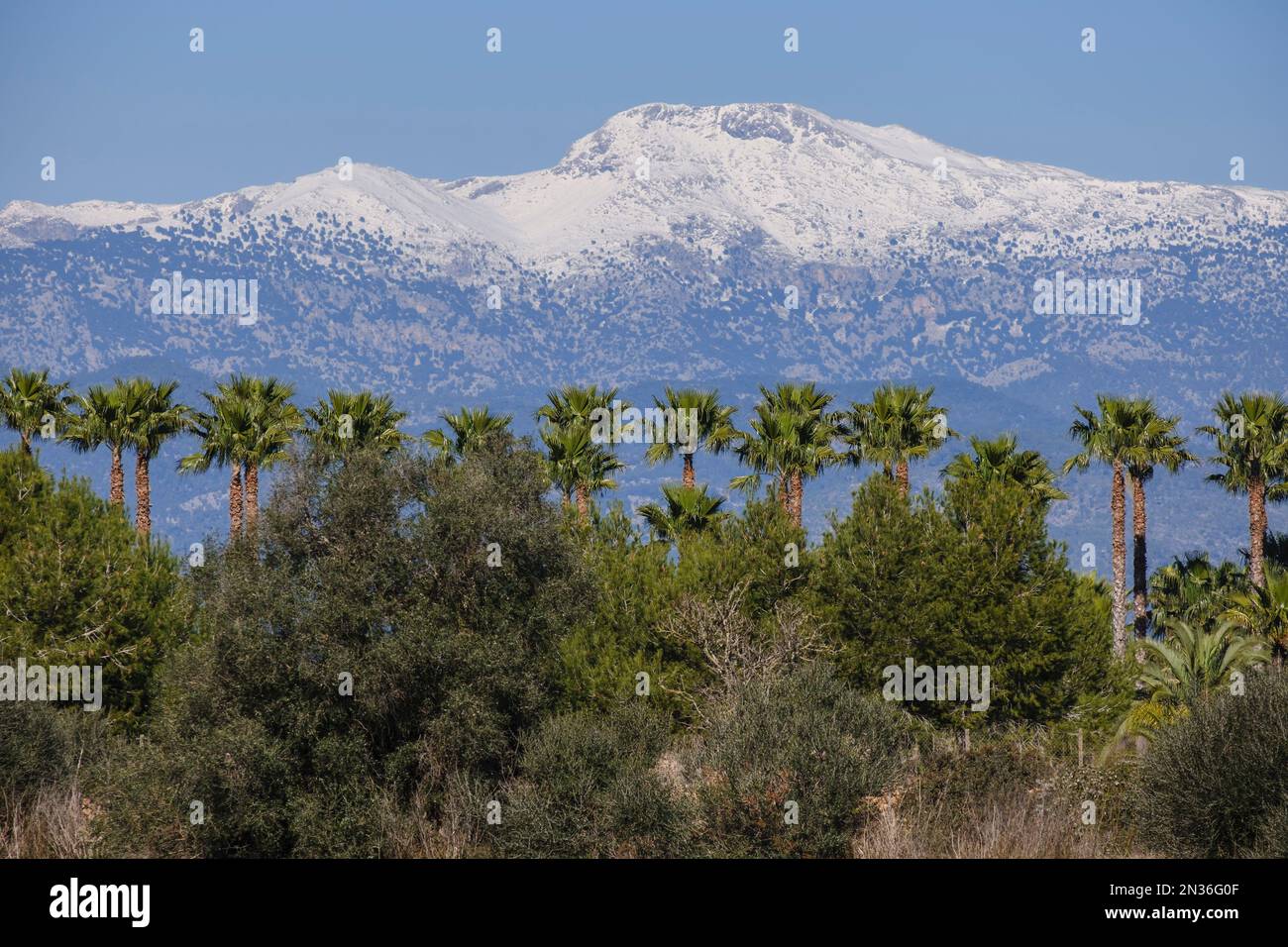 snow-capped Puig de Massanella seen from Santa Eugenia village, Majorca ...