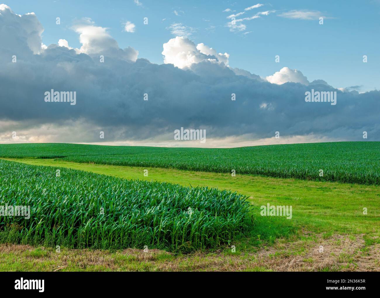 Iowa corn fields hi-res stock photography and images - Alamy