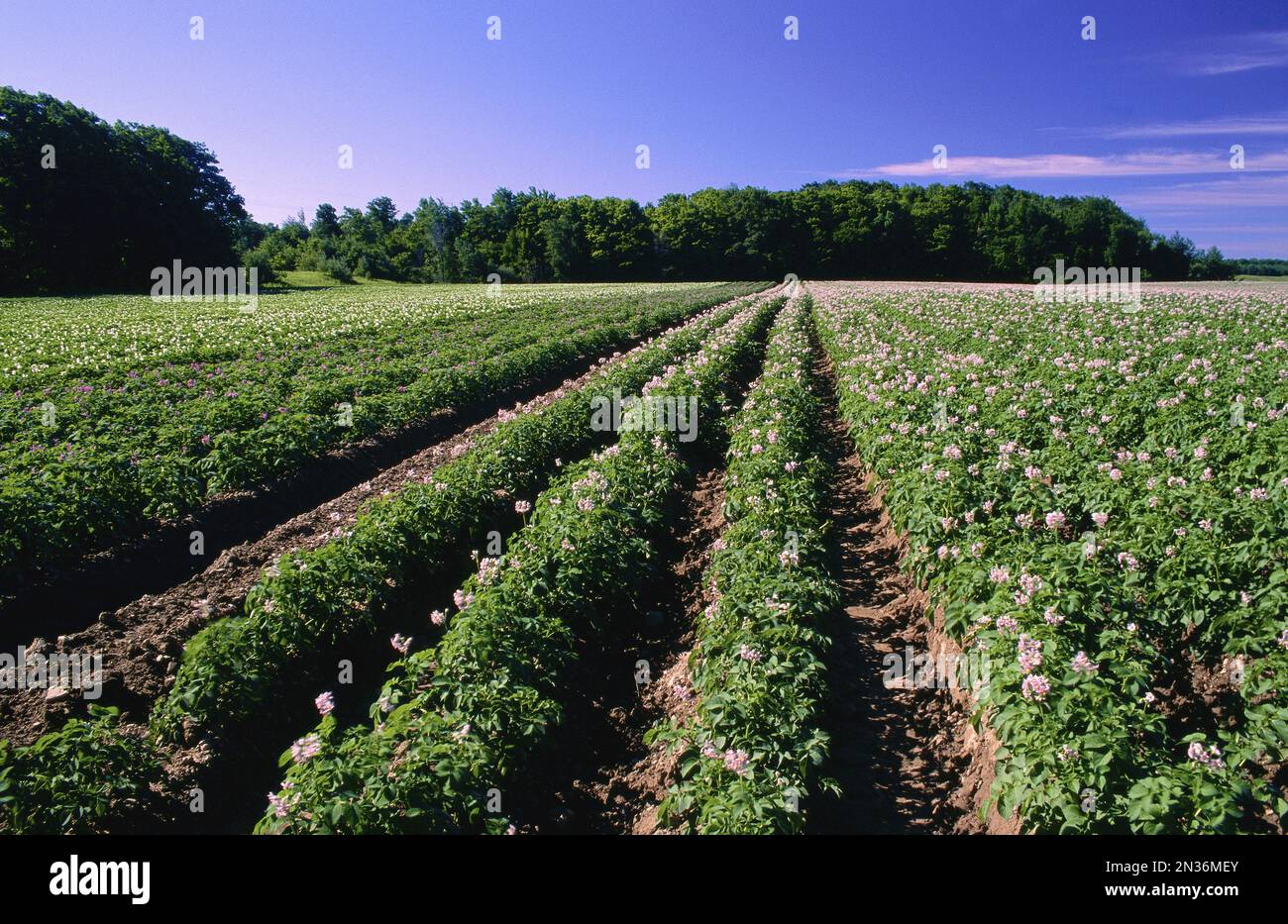 Potato field images hi-res stock photography and images - Alamy
