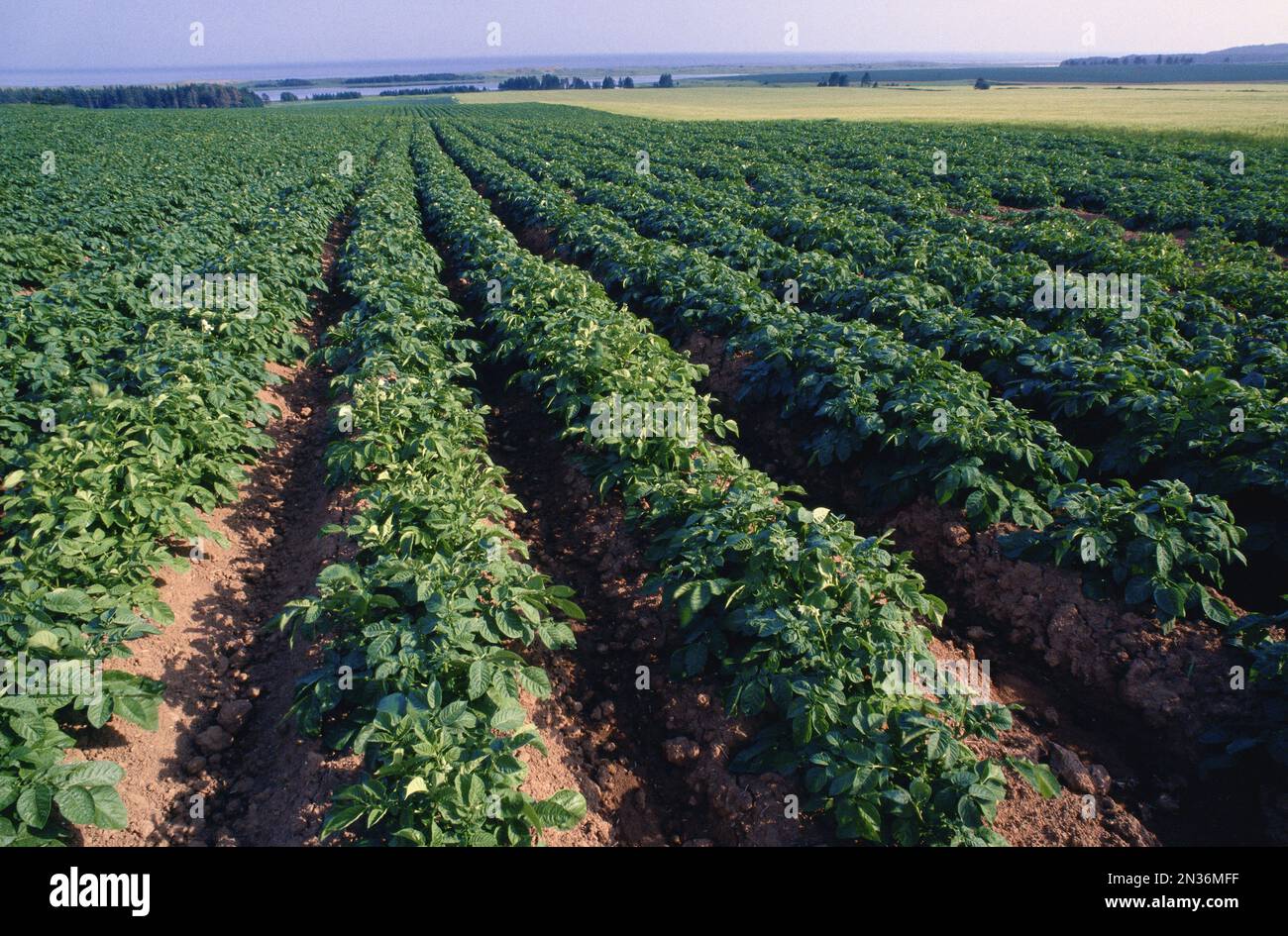 Canadian potato field hi-res stock photography and images - Alamy