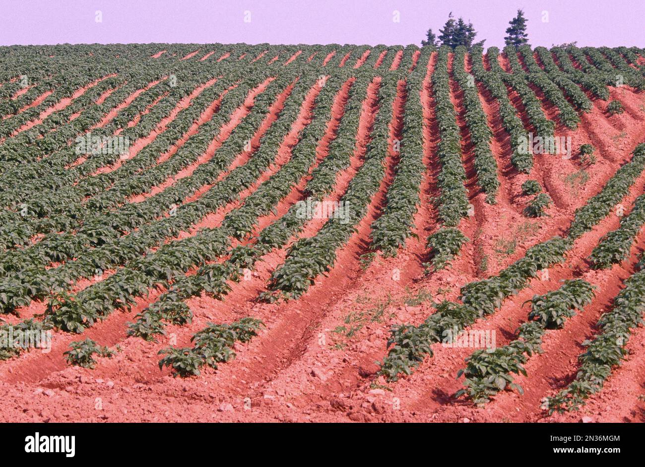 Potato fields prince edward island hi-res stock photography and images ...