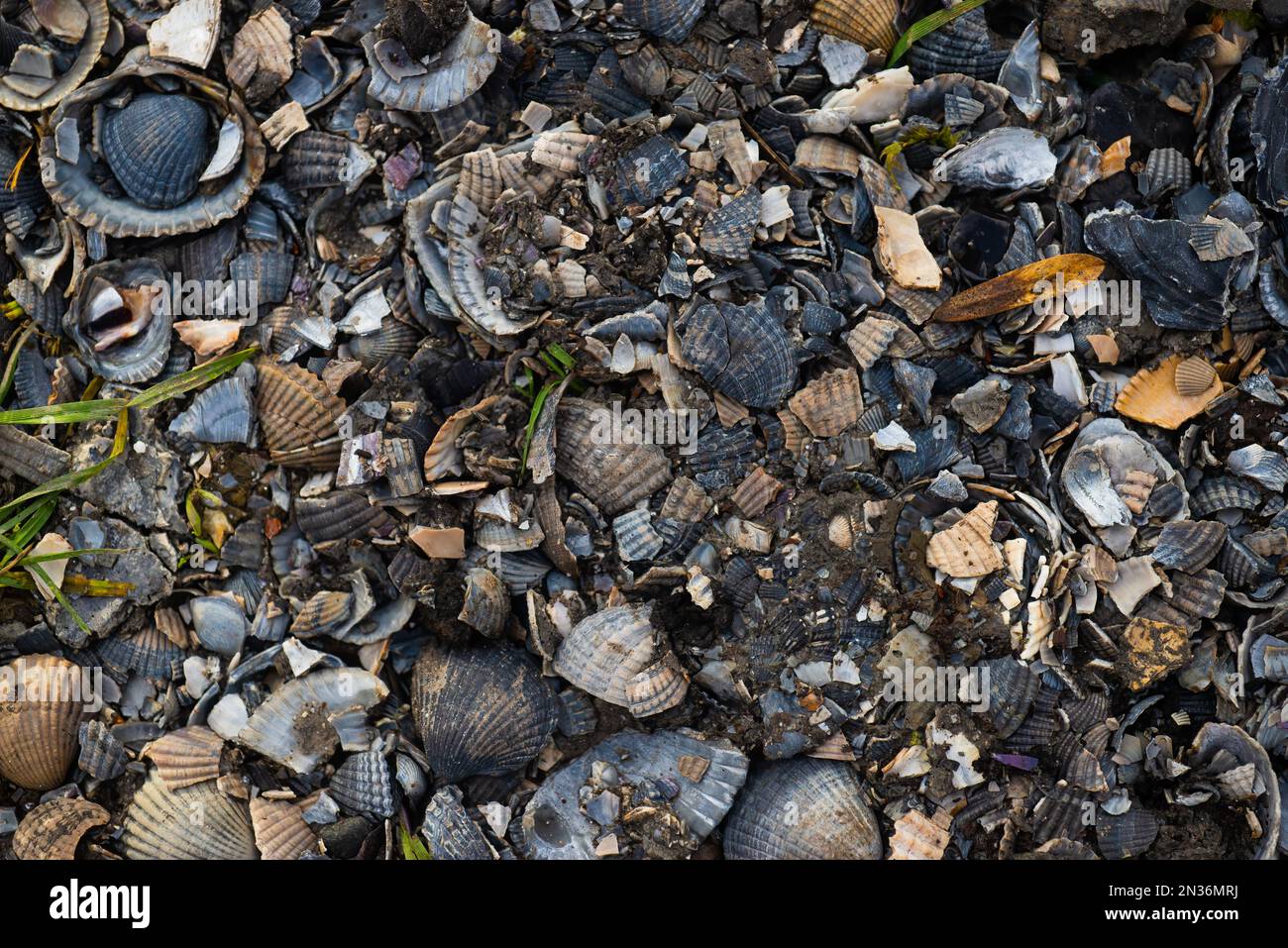 Seashells on the walking path in the woods of Cronensteyn polder ...