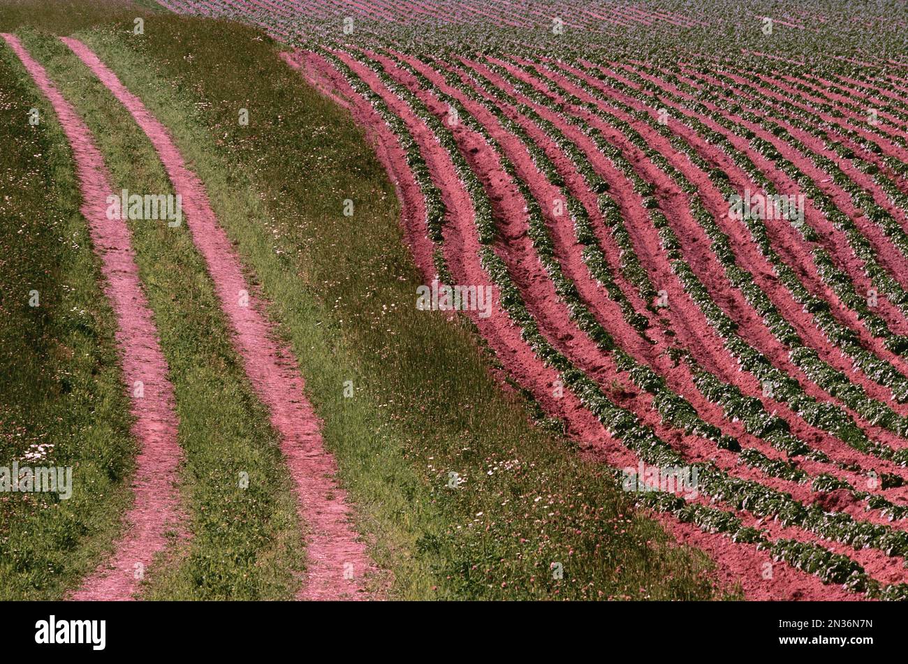 Canadian potato field hi-res stock photography and images - Alamy