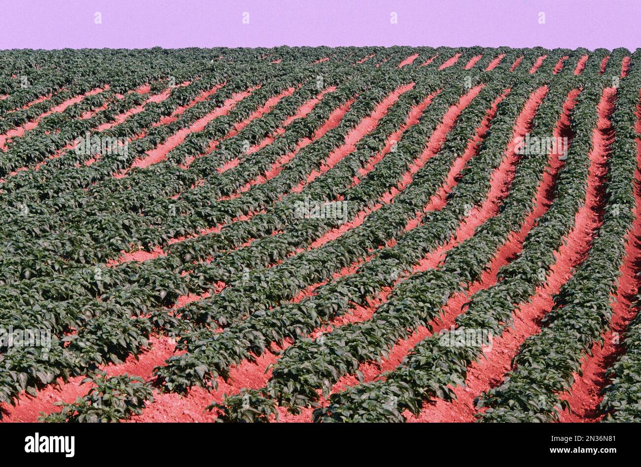 Potato fields prince edward island hi-res stock photography and images ...