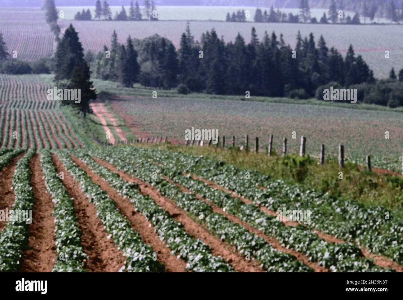 Potato fields prince edward island hi-res stock photography and images ...