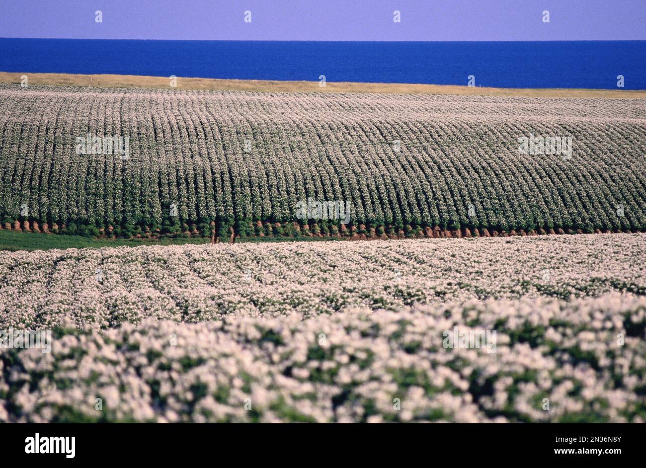 Potato Fields near Water, Prince Edward Island, Canada Stock Photo - Alamy