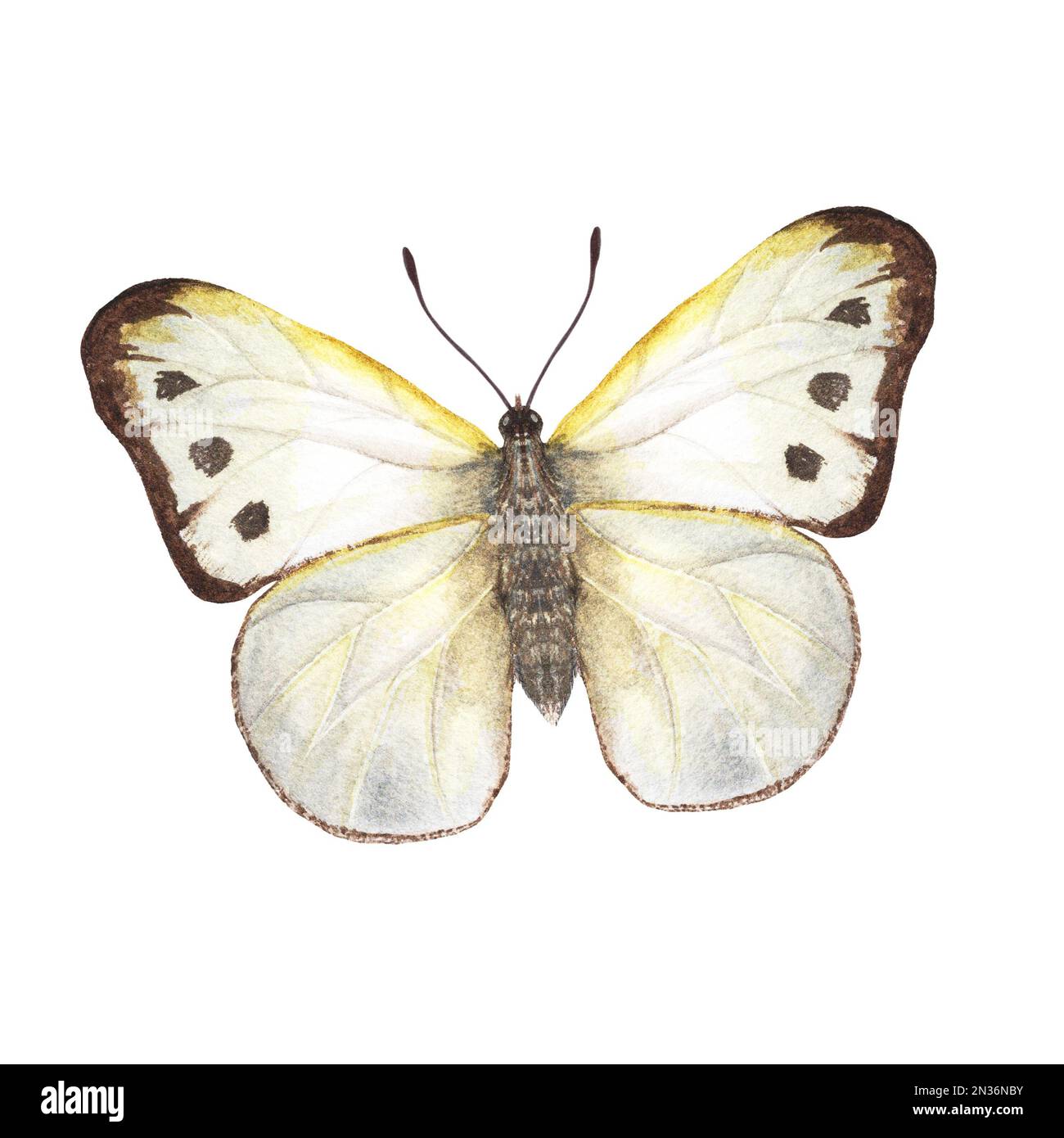 Watercolor cabbage butterflies isolated on white background. Perfect ...