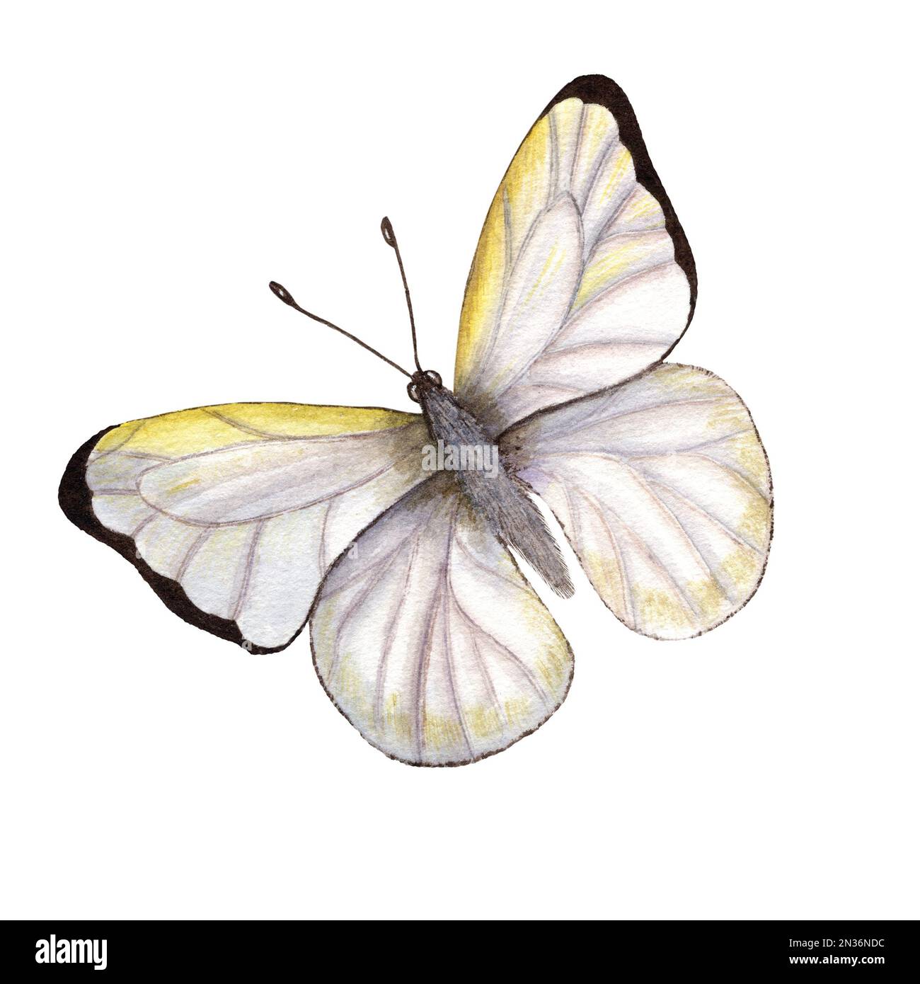 Watercolor cabbage butterflies isolated on white background. Perfect ...