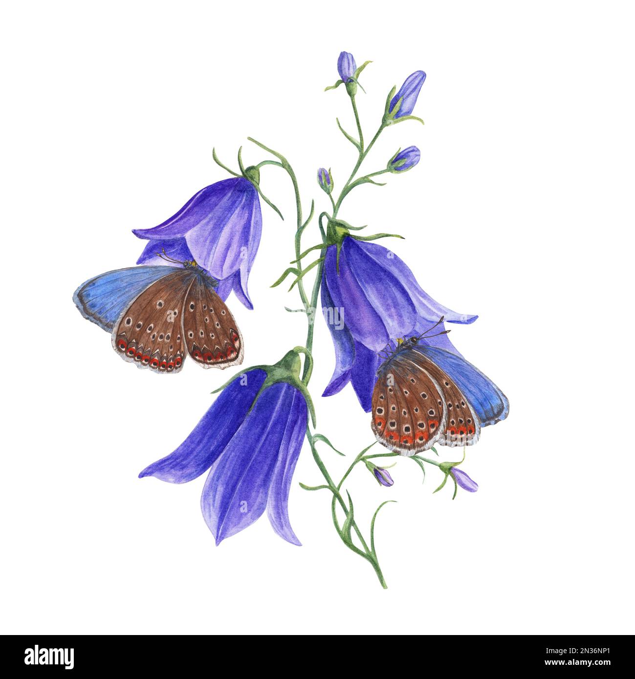 Watercolor copper-butterflies sitting on wild flower campanula isolated ...