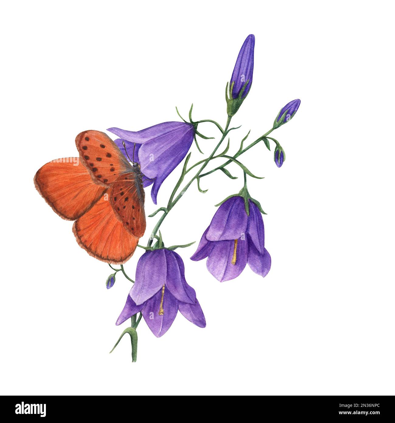 Watercolor copper-butterflies sitting on wild flower campanula isolated ...