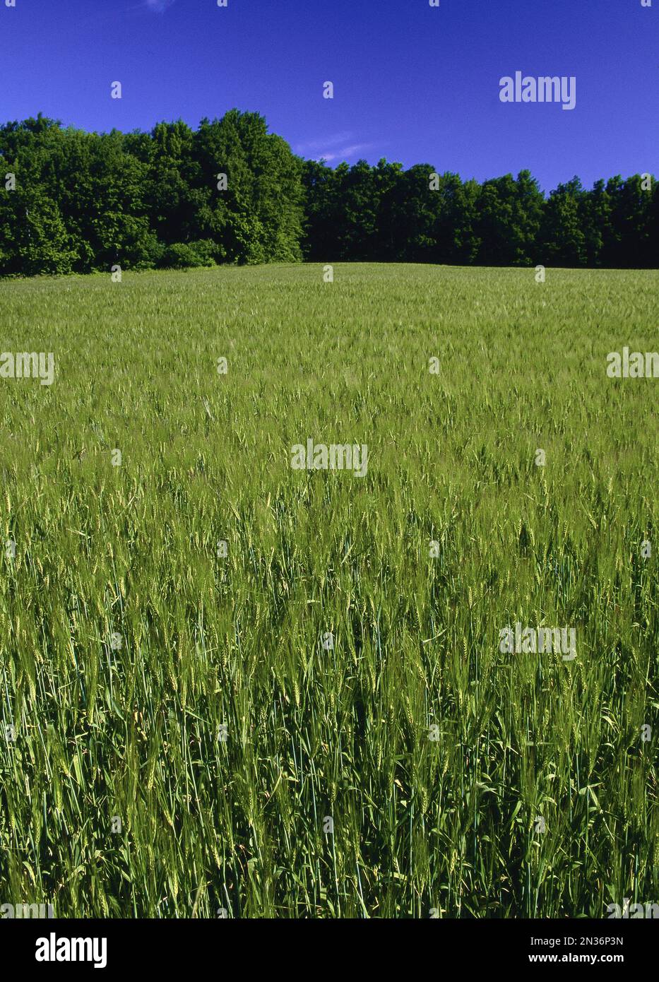 Barley Field, Portageville, New York, USA Stock Photo - Alamy