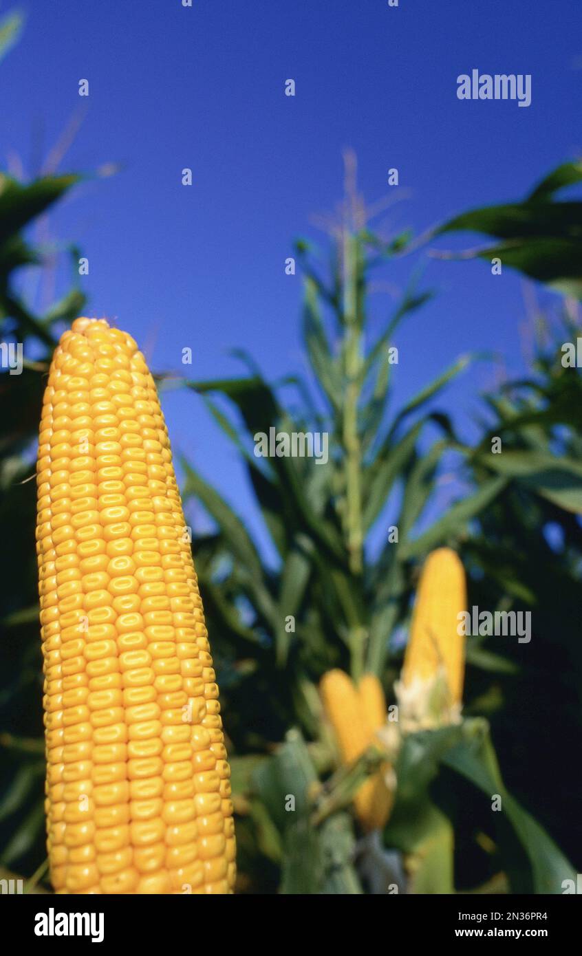 Corn, Pennsylvania, USA Stock Photo - Alamy