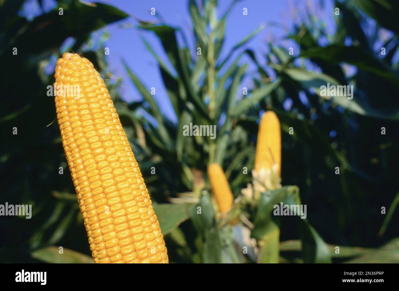 Grain picked edible seed hi-res stock photography and images - Alamy