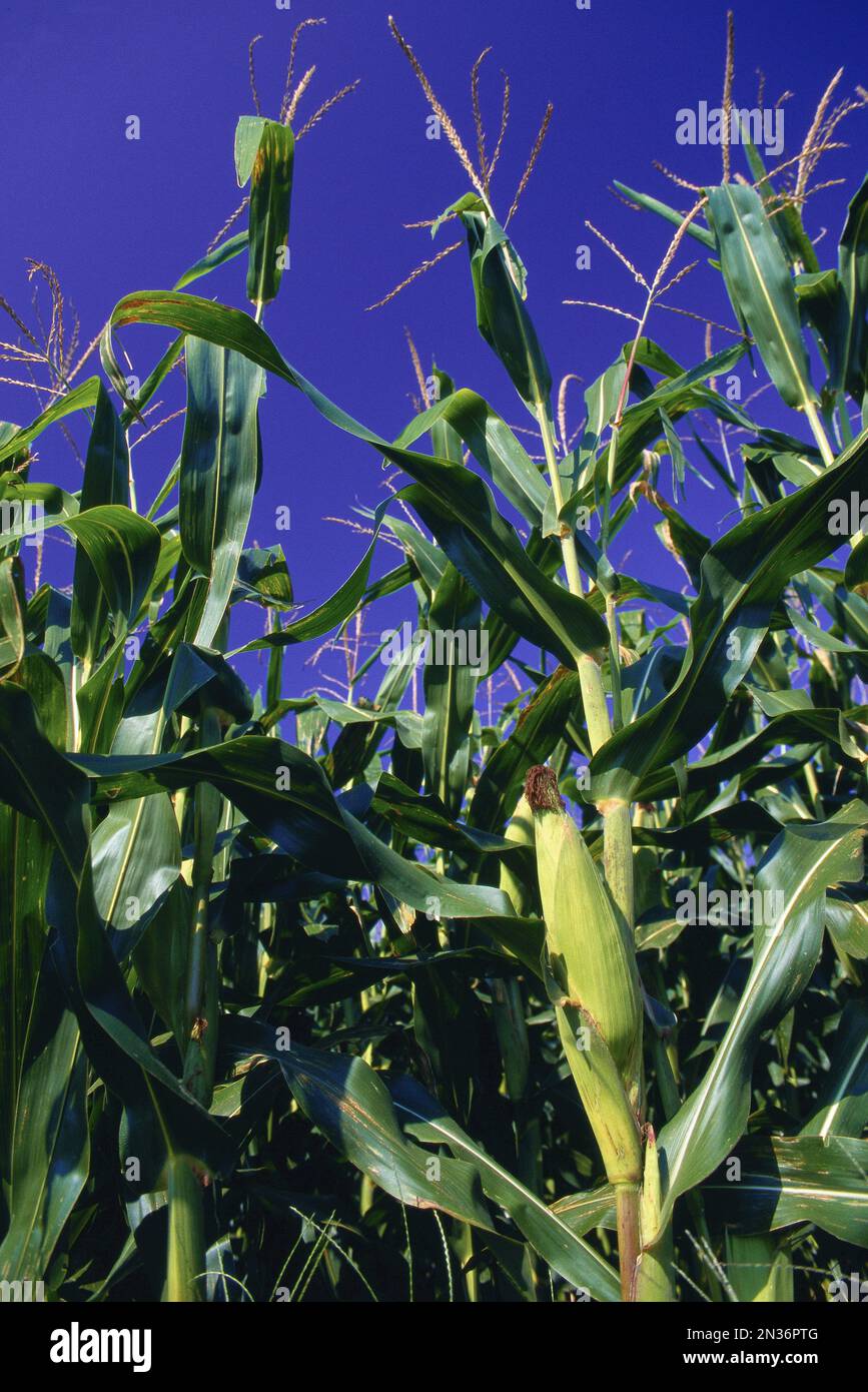 Corn, Pennsylvania, USA Stock Photo - Alamy