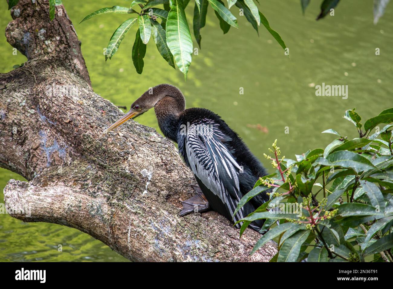 An Anhinga bird resting on thick tree branch above the water Stock ...