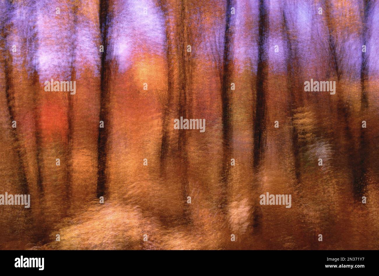 Maple Trees in Autumn, Gatineau Park, Quebec, Canada Stock Photo - Alamy
