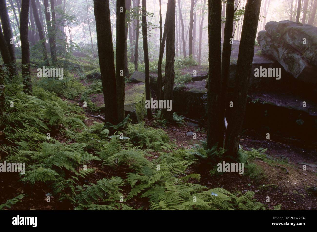 Jakes Rocks, Allegheny National Forest, Pennsylvania, USA Stock Photo ...