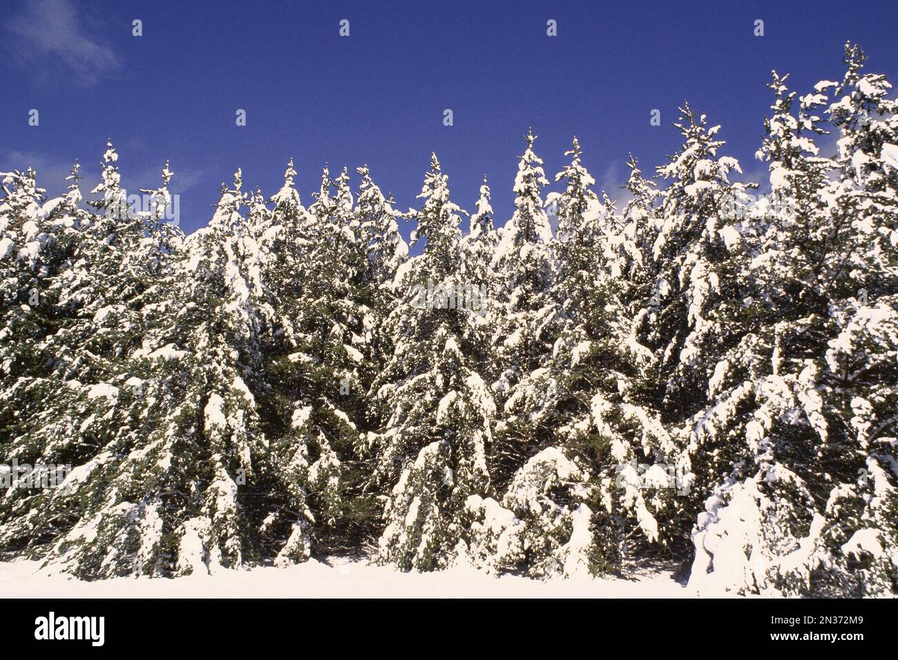 Snow on Trees, Gatineau Park, Quebec, Canada Stock Photo - Alamy