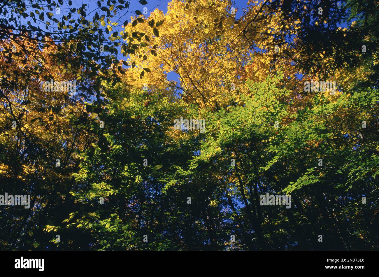 Maple Trees in Autumn, Gatineau Park, Quebec, Canada Stock Photo - Alamy
