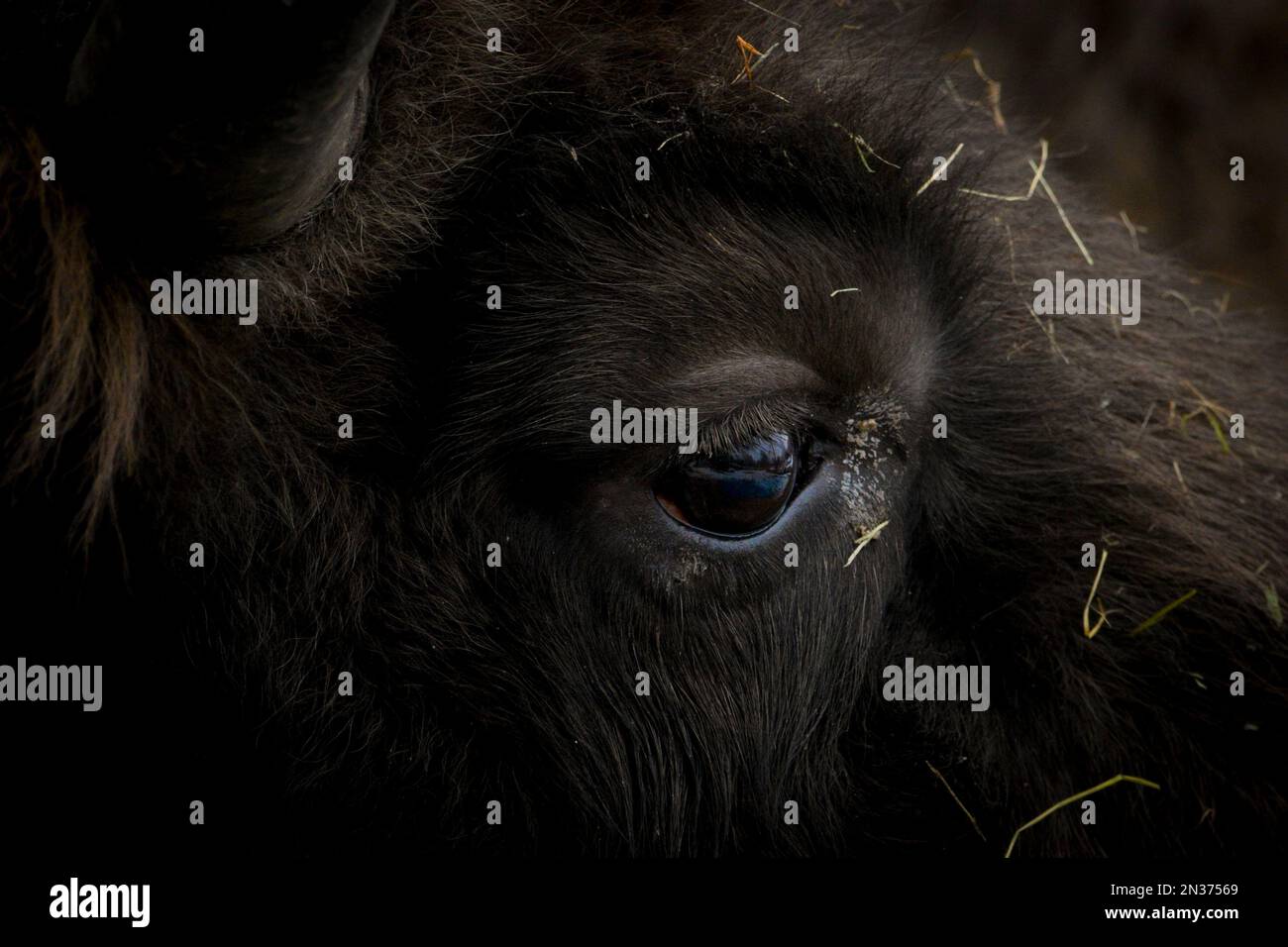 Bizon a hi-res stock photography and images - Alamy