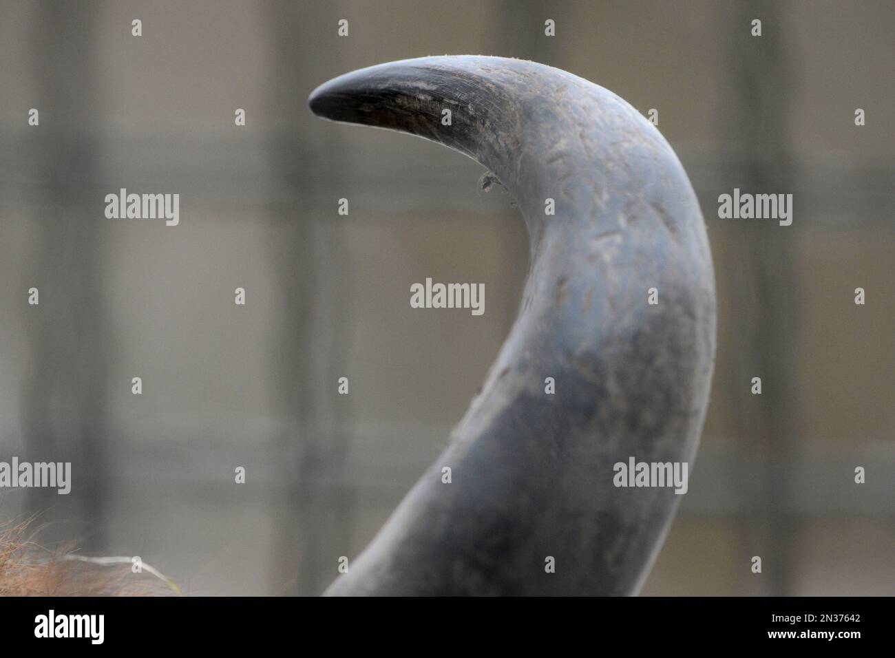 Bizon a hi-res stock photography and images - Alamy