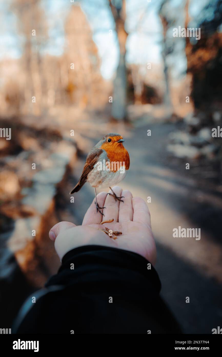 A vertical shot of cute robin bird on a hand with worms to eat against ...