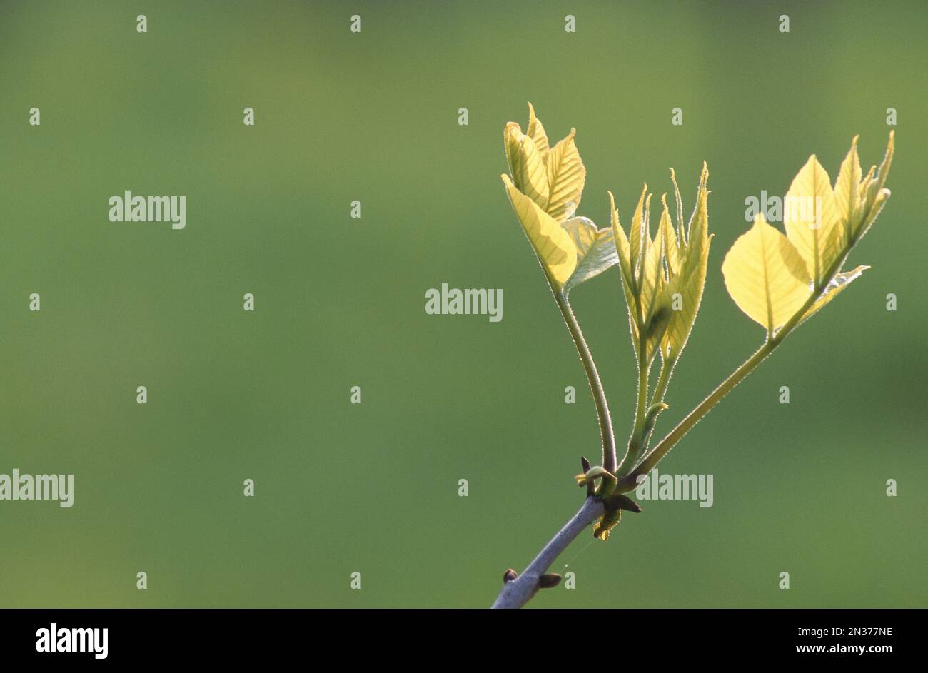Spring in ottawa hi-res stock photography and images - Alamy