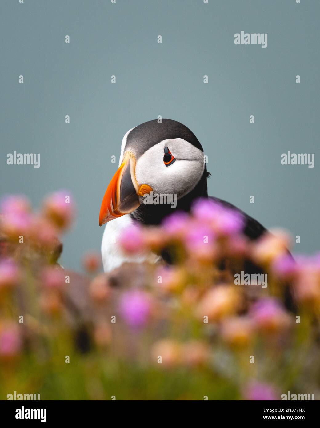 A vertical shot of puffin sitting behind plants against blur background ...