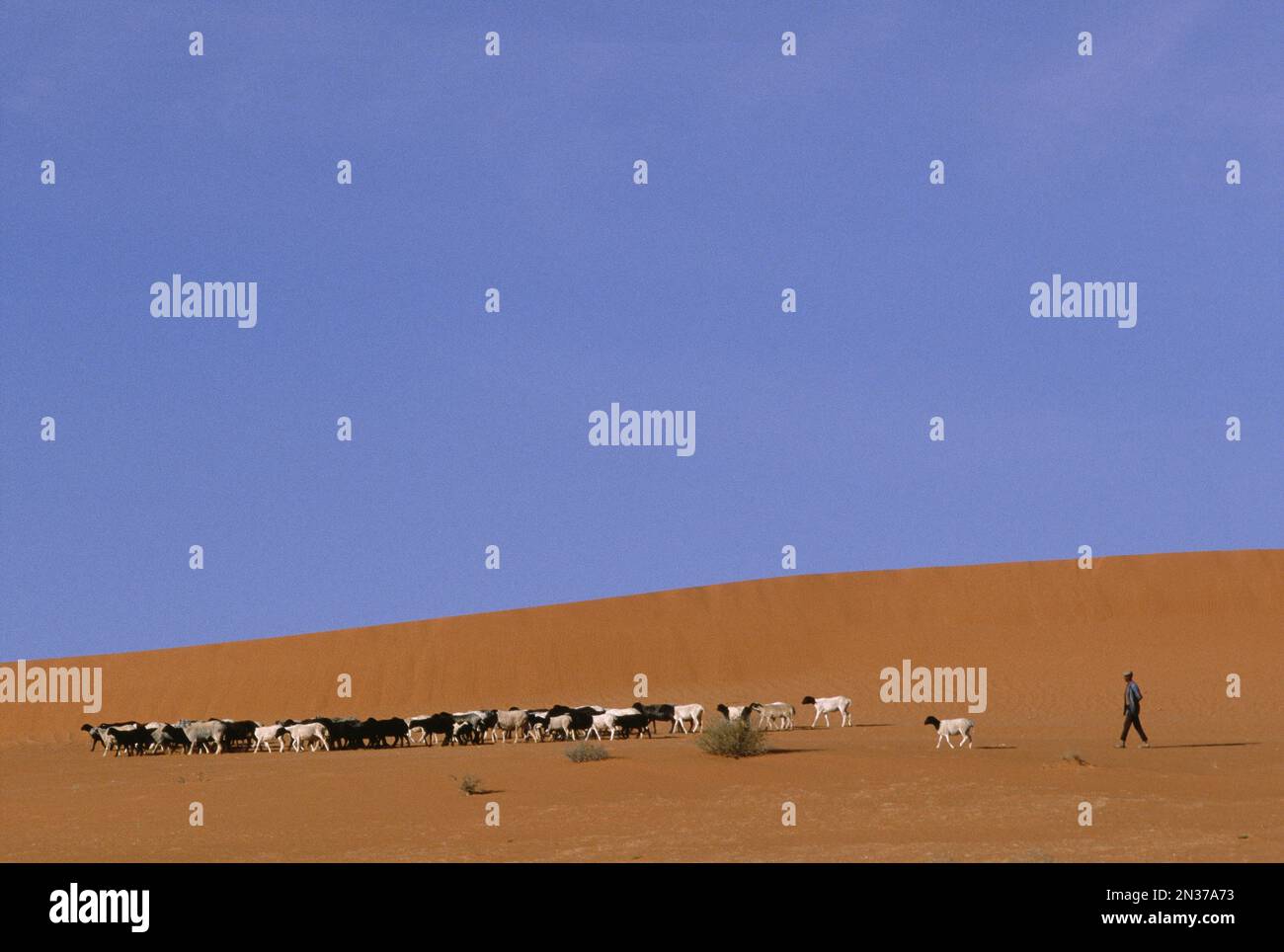 Goat Herder, Kalahari Desert, South Africa Stock Photo - Alamy