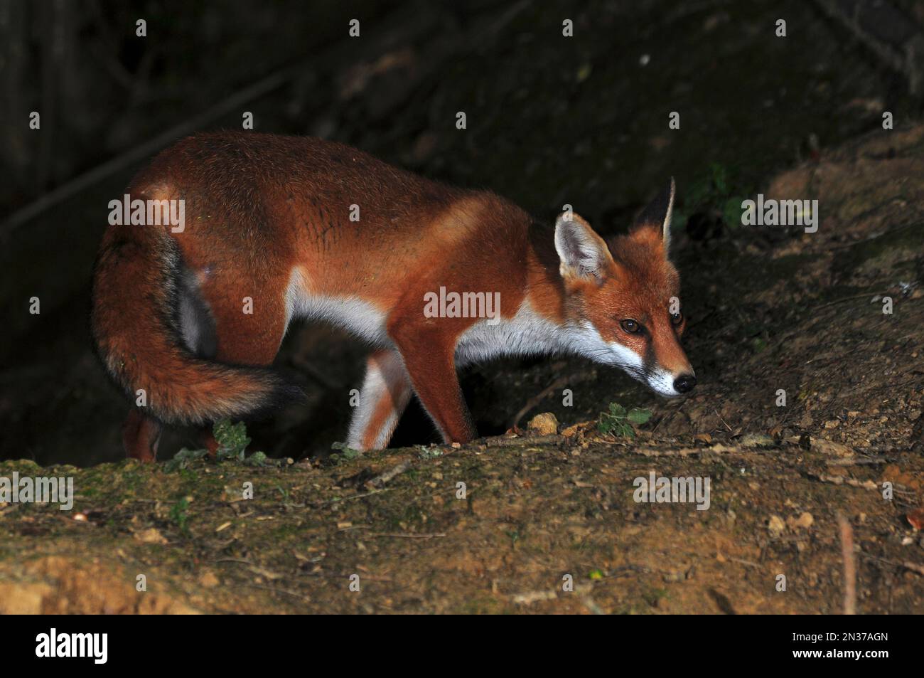 Young fox vulpes vulpes foraging at night in summer Stock Photo - Alamy