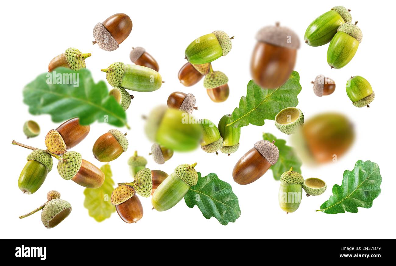 Levitating oak acorns with oak leaves isolated on white background Stock Photo - Alamy