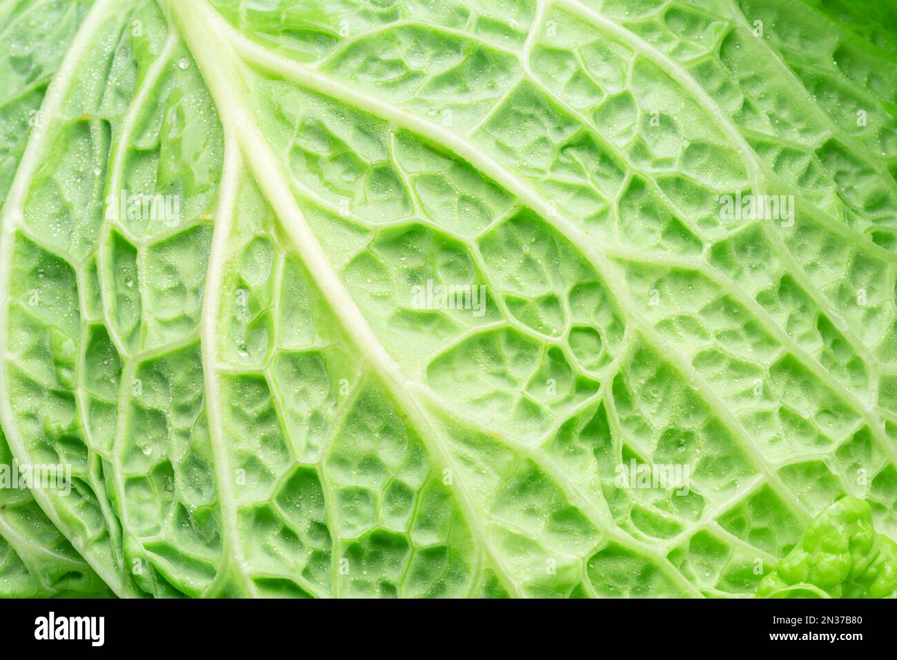 Crispy leaf texture hi-res stock photography and images - Alamy