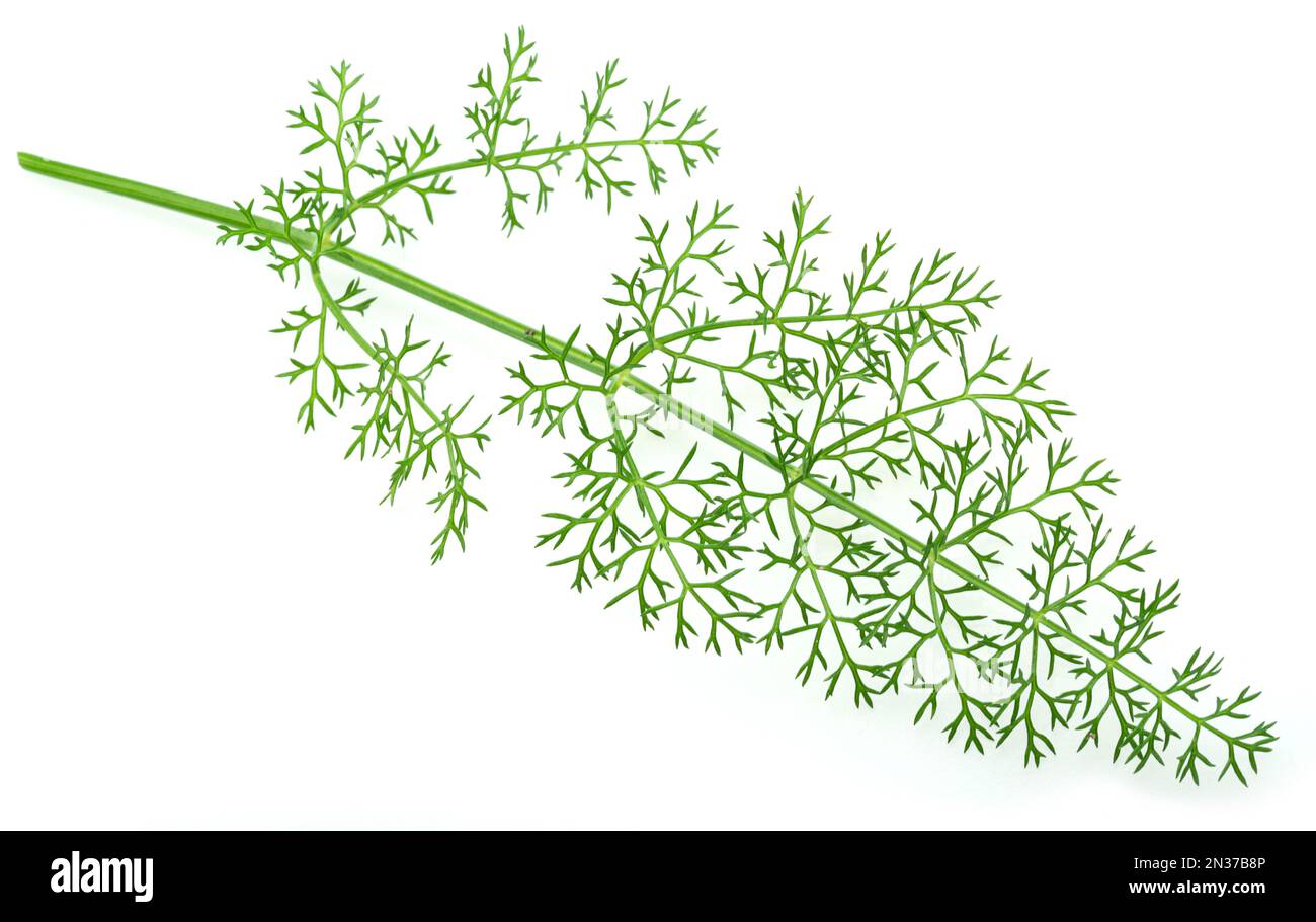 Green dill leaves isolated on white background Stock Photo - Alamy