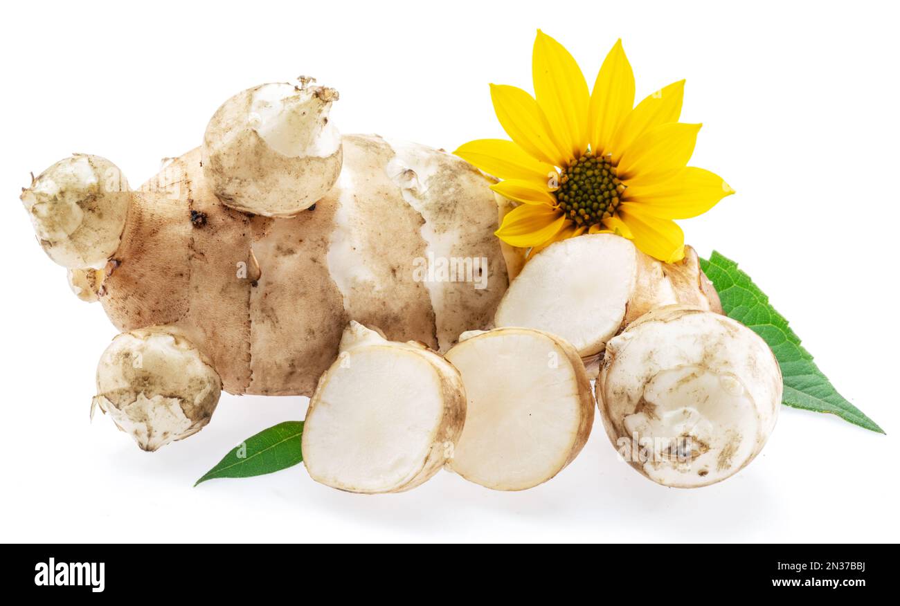 Jerusalem artichoke roots with leaves and flower of Jerusalem artichoke ...