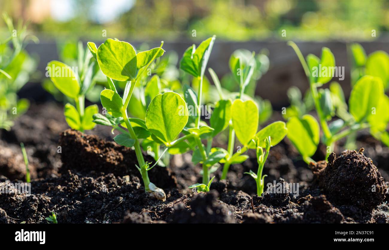 Pea shoots sprouting from the ground close-up. Microgreens as a health ...