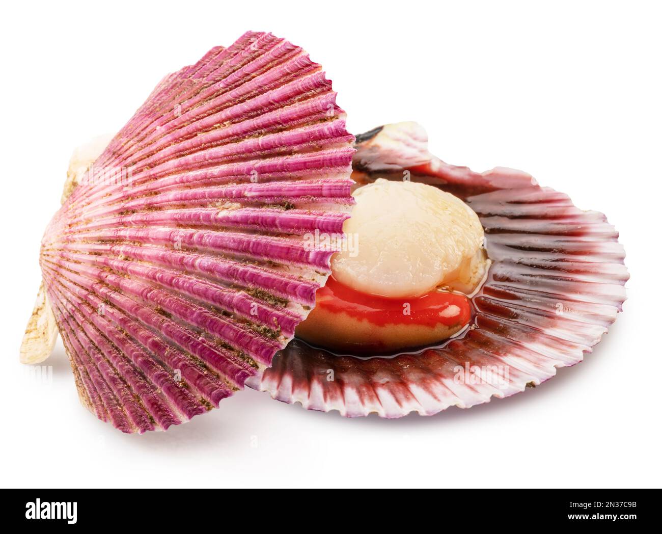 Fresh live opened scallop with scallop roe or coral close up. File ...