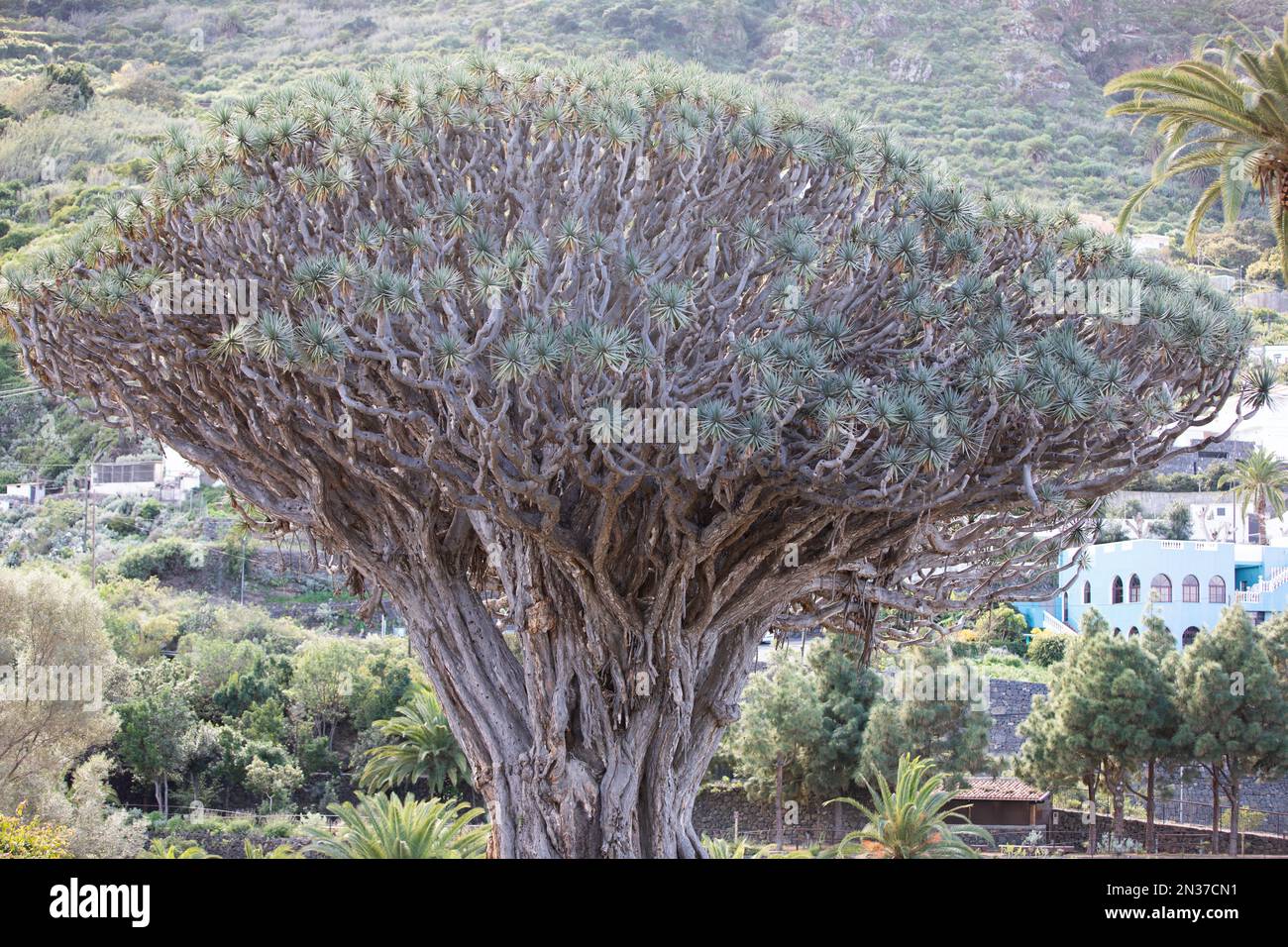 Large drago hi-res stock photography and images - Alamy