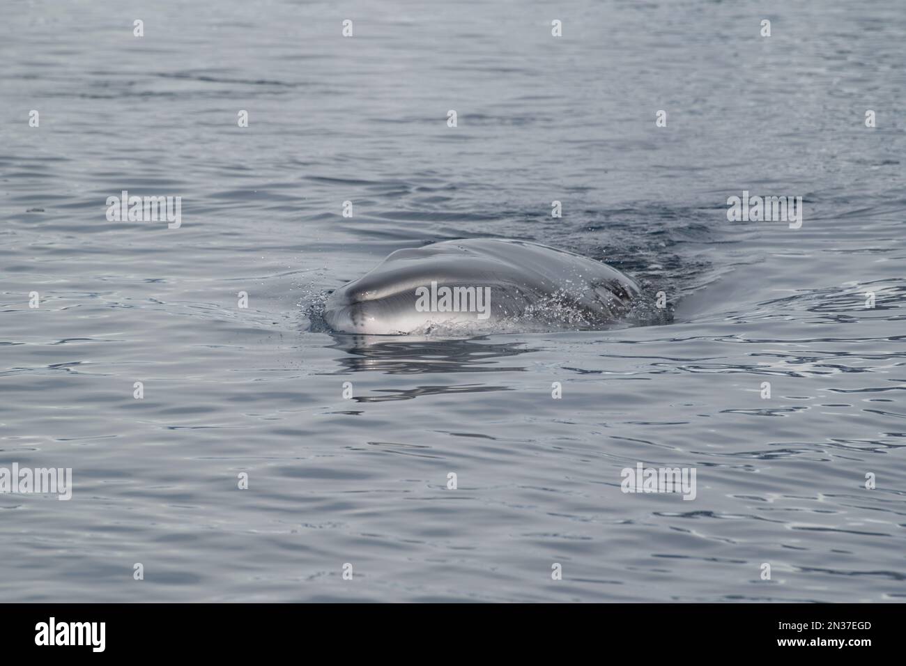 Neko harbour whale hi-res stock photography and images - Alamy